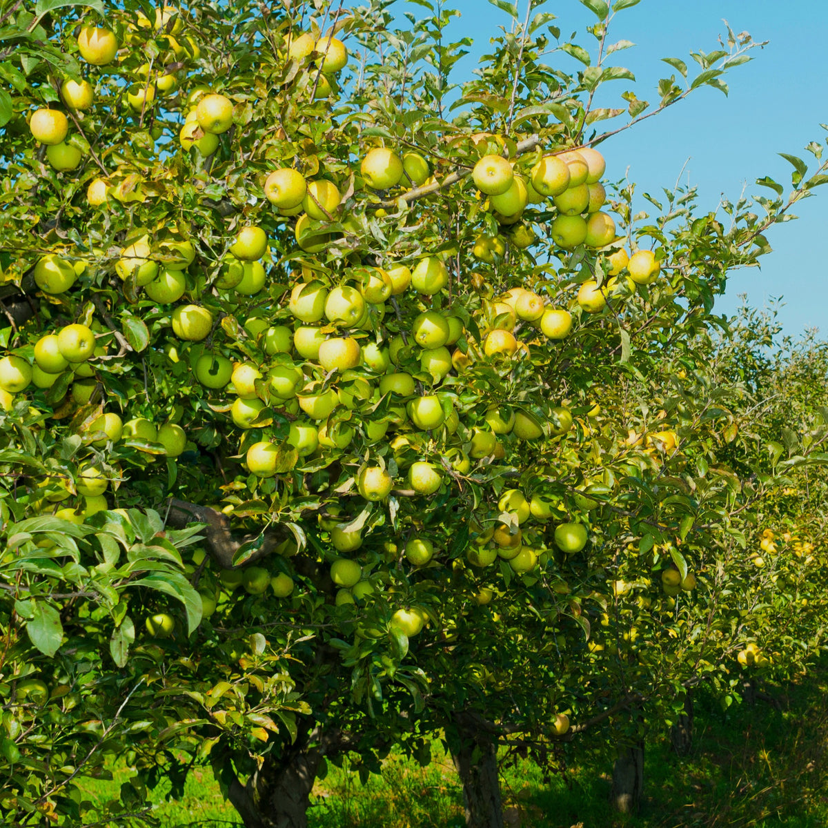 Pommier Golden Delicious - Malus domestica golden delicious