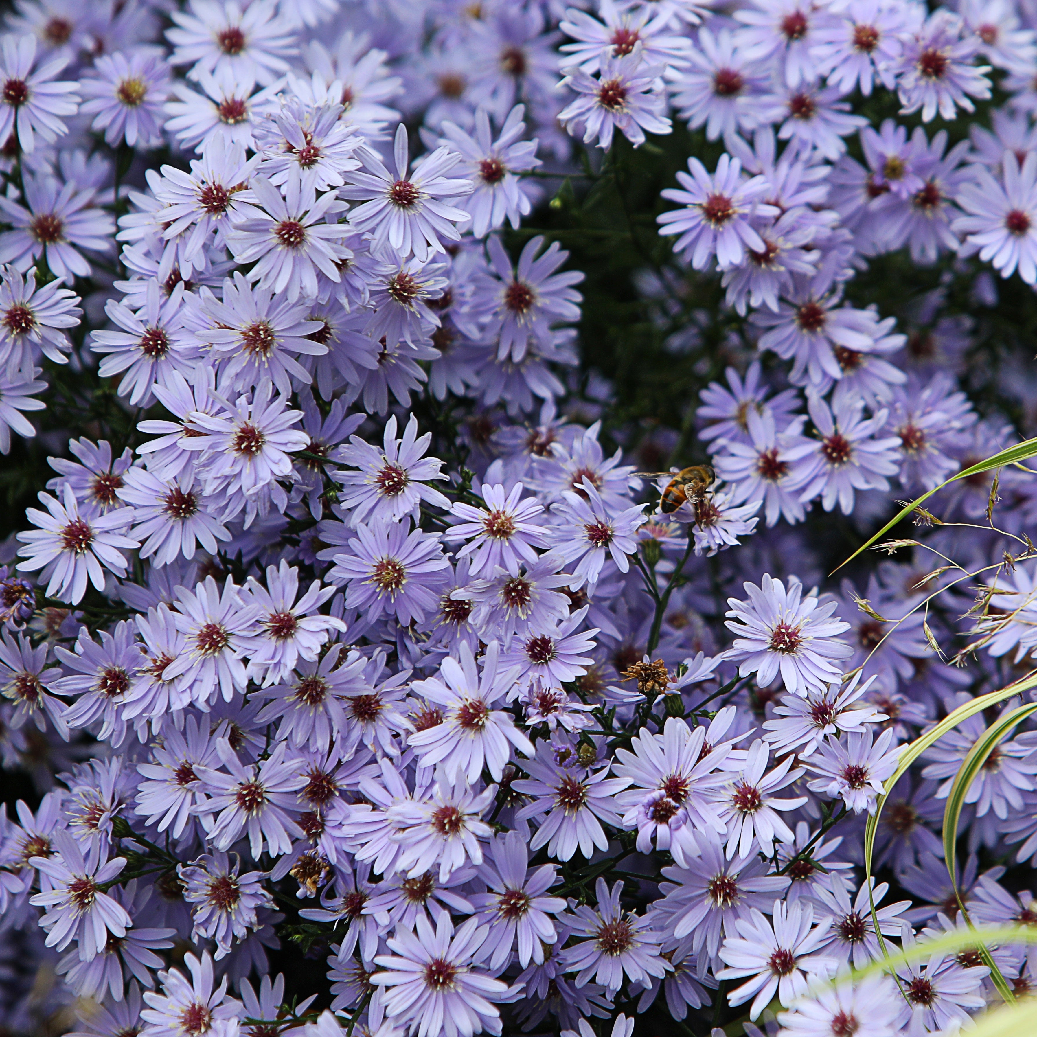 3 Asters Wood's light blue - Aster wood's light blue