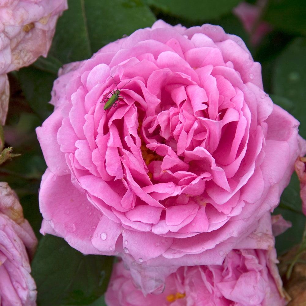 Rosier Bonica 82® - Rosa Bonica 82