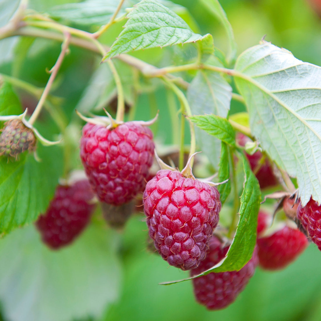 Framboisier remontant Heritage - Rubus idaeus Heritage