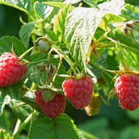 2 Framboisiers remontant Sumo 2 - Rubus idaeus sumo 2