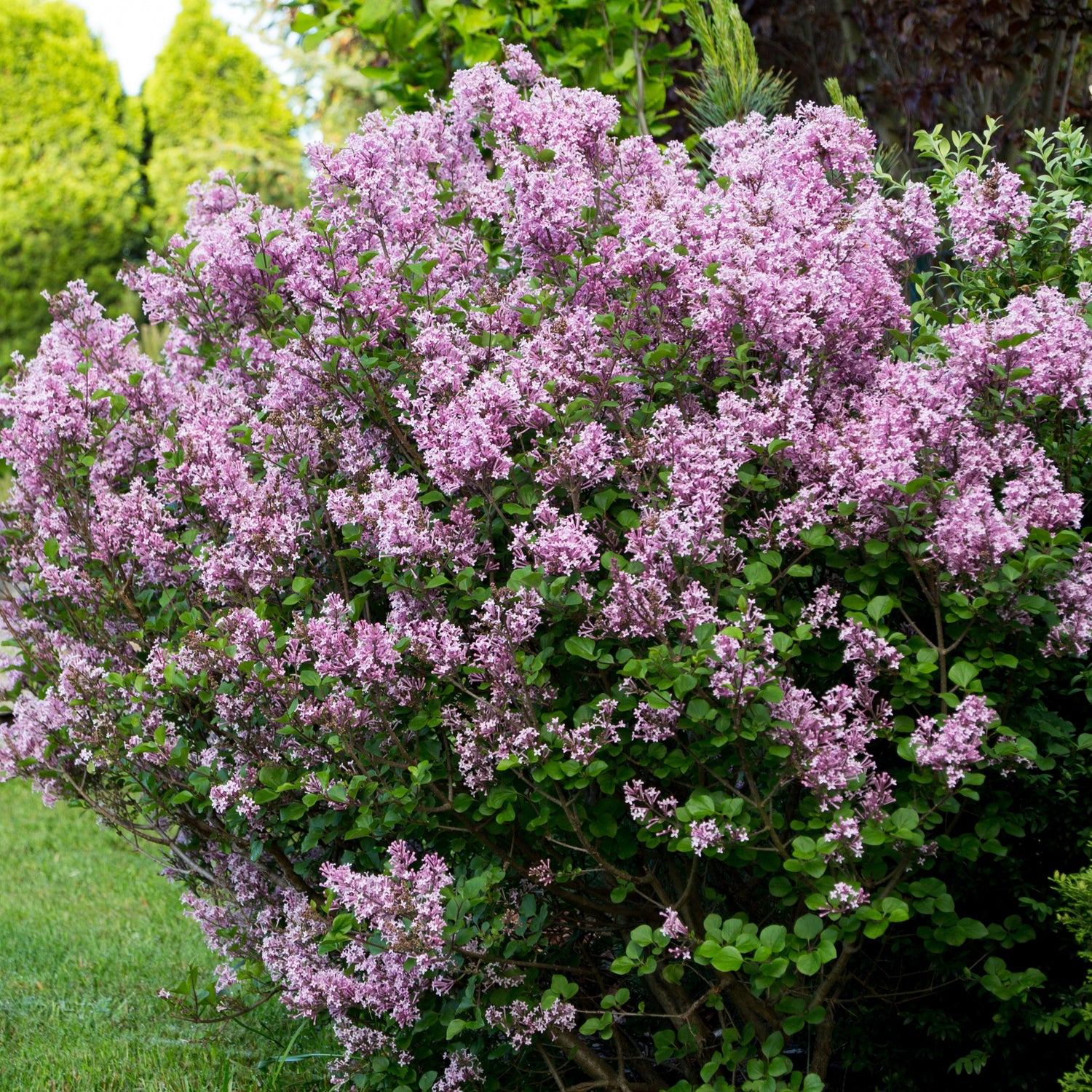 Lilas Prince Charmant - Syringa microphylla prince charming