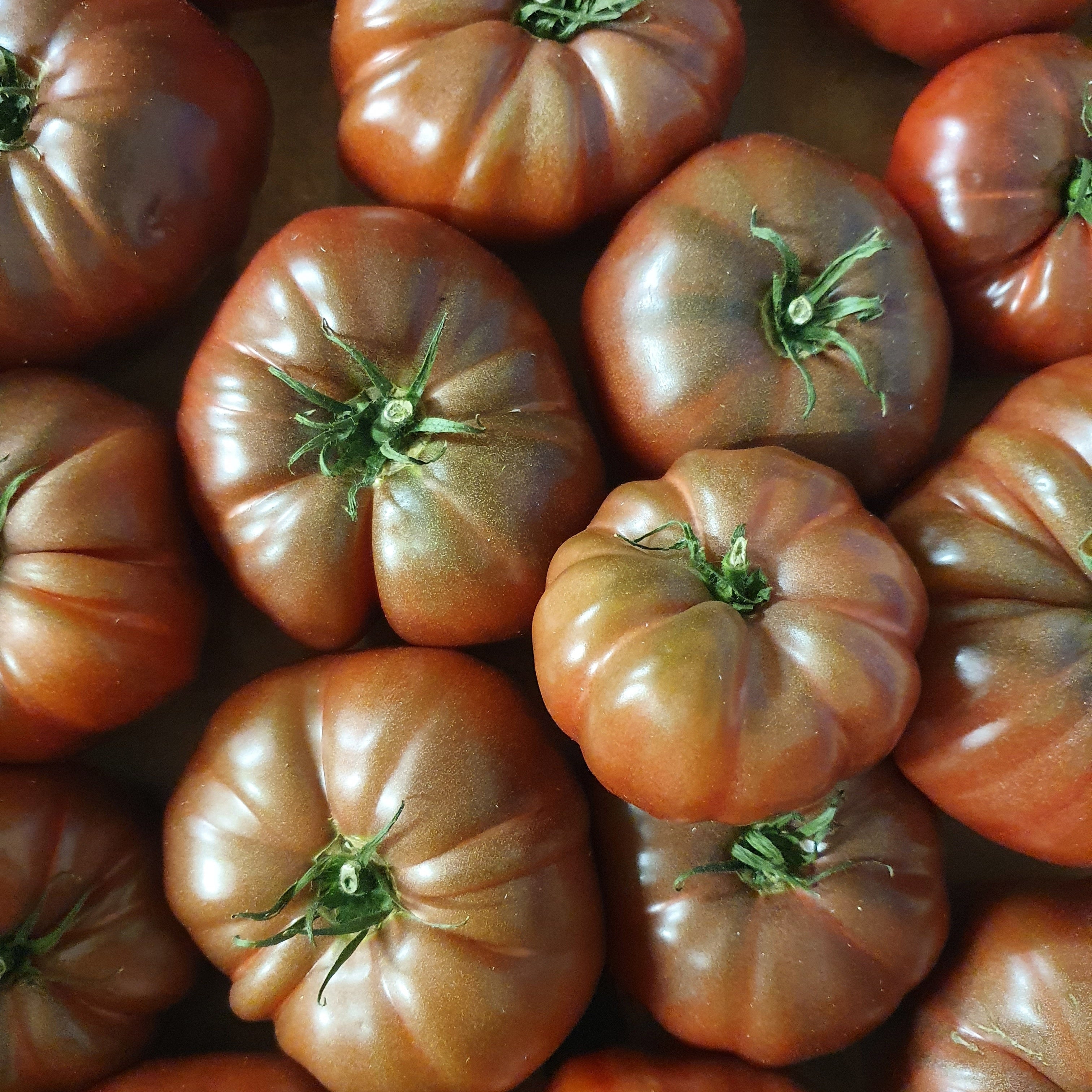 3 Plants de Tomate Noire de Crimée - Solanum lycopersicum noire de crimée