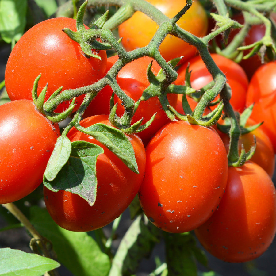 3 Plants de Tomate Olivette Roma - Solanum lycopersicum olivette roma