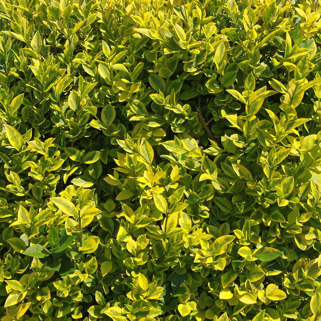 Troène de Californie doré - Ligustrum ovalifolium aureum