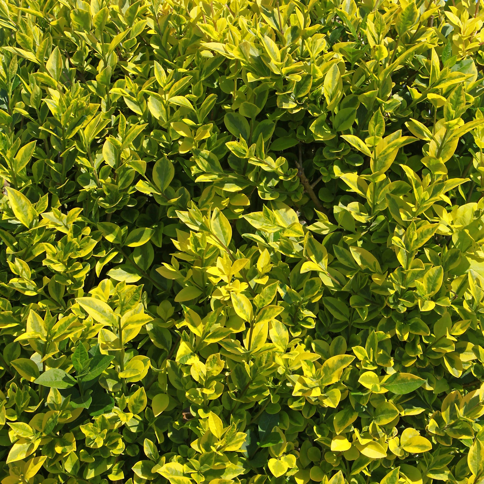 Troène de Californie doré - Ligustrum ovalifolium aureum