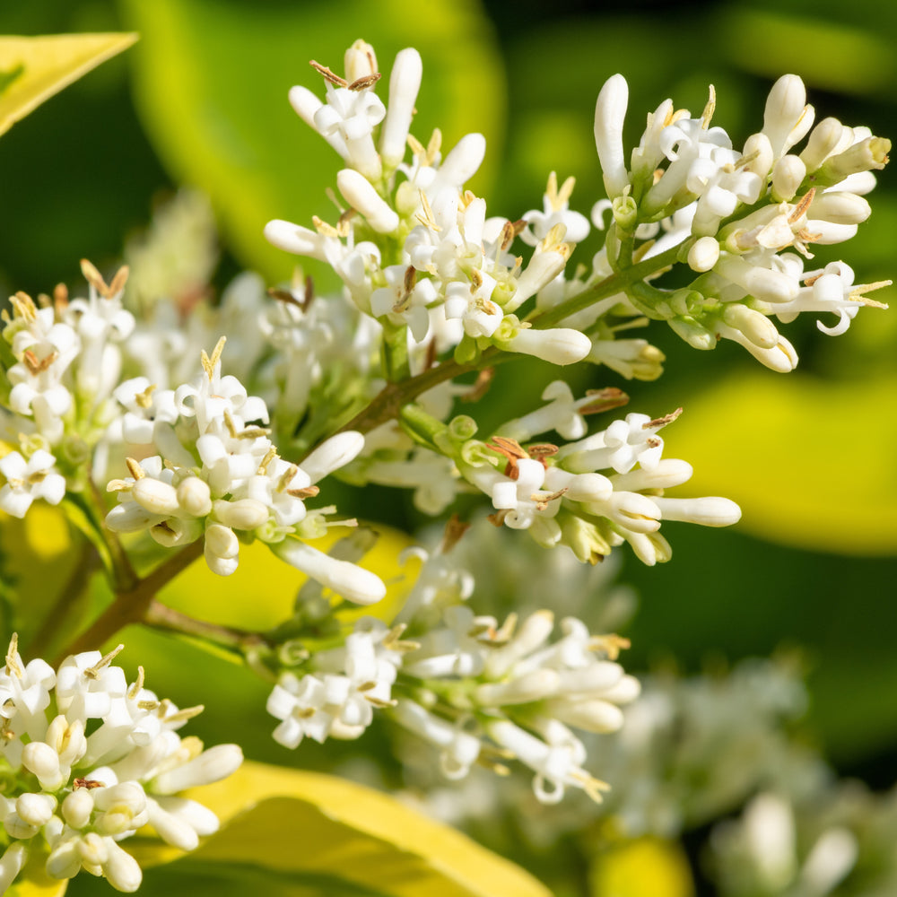 Troène de Californie doré - Ligustrum ovalifolium aureum