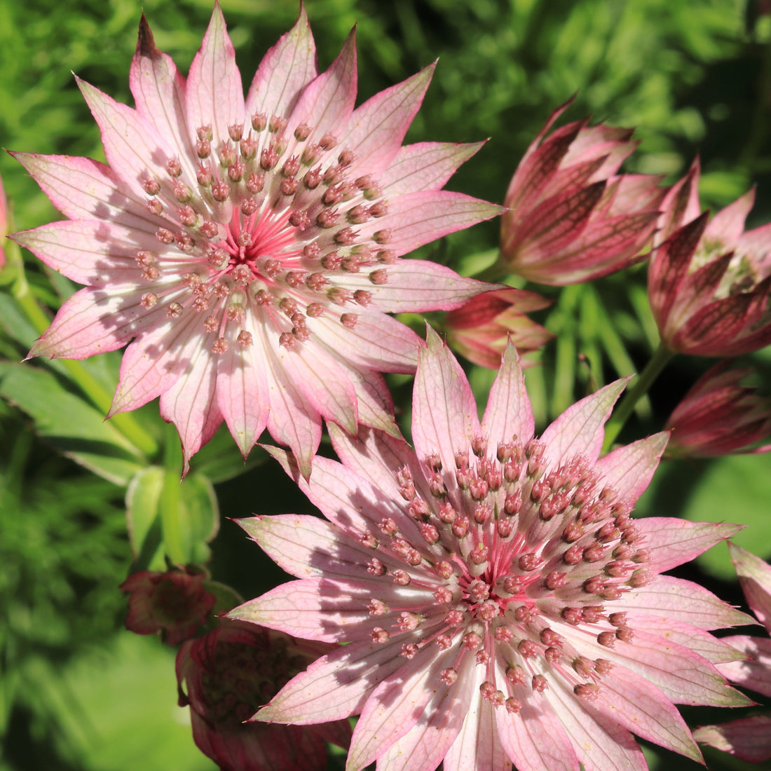 3 Astrances Major rosea - Astrantia major rosea