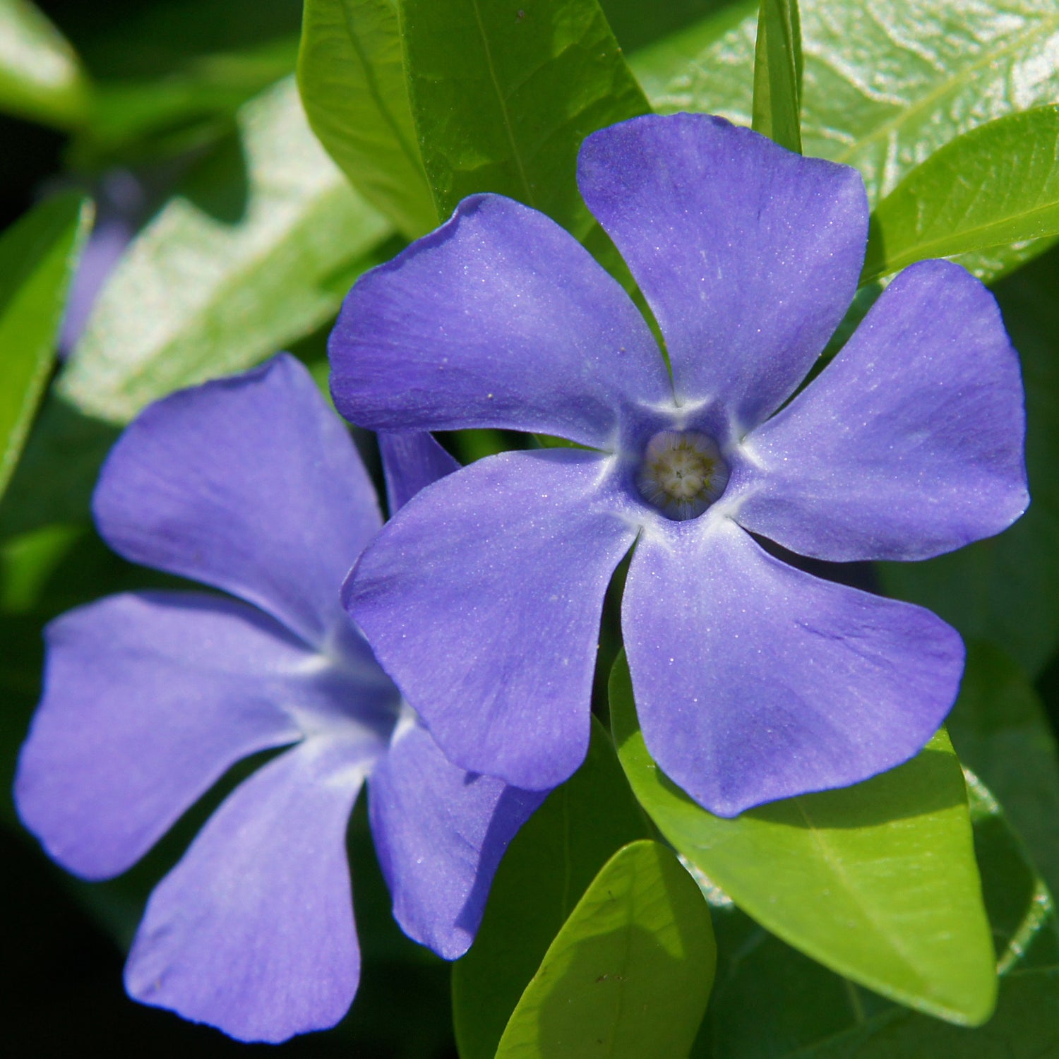 Grande pervenche - Vinca major