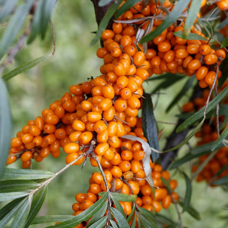 Argousier femelle Hergo - Hippophae rhamnoides Hergo