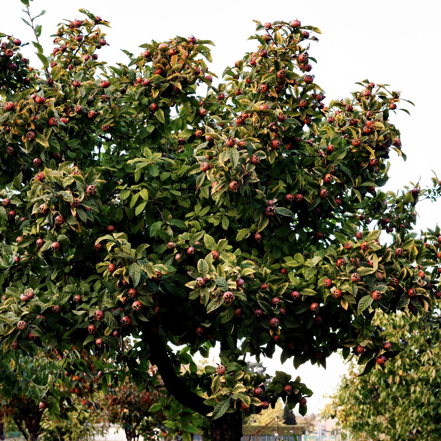 Néflier - Mespilus germanica