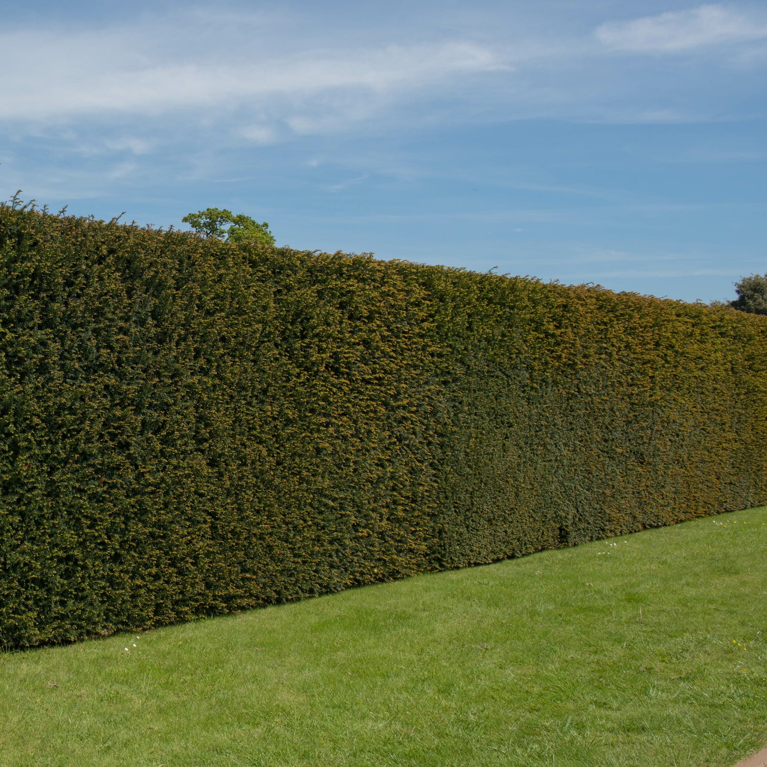 If commun - Taxus baccata