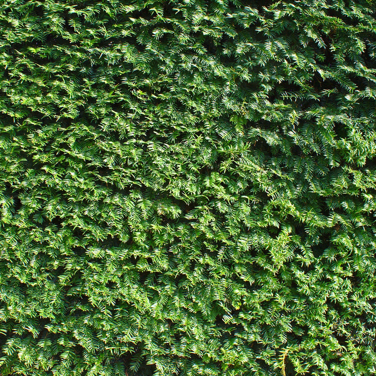 If commun - Taxus baccata