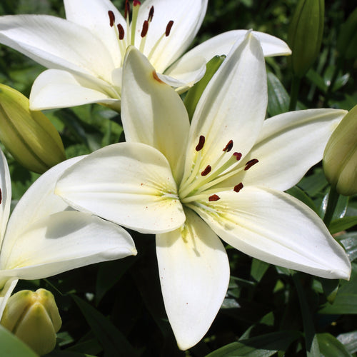 Bulbes Lis asiatiques Levi - Lilium 'levi'