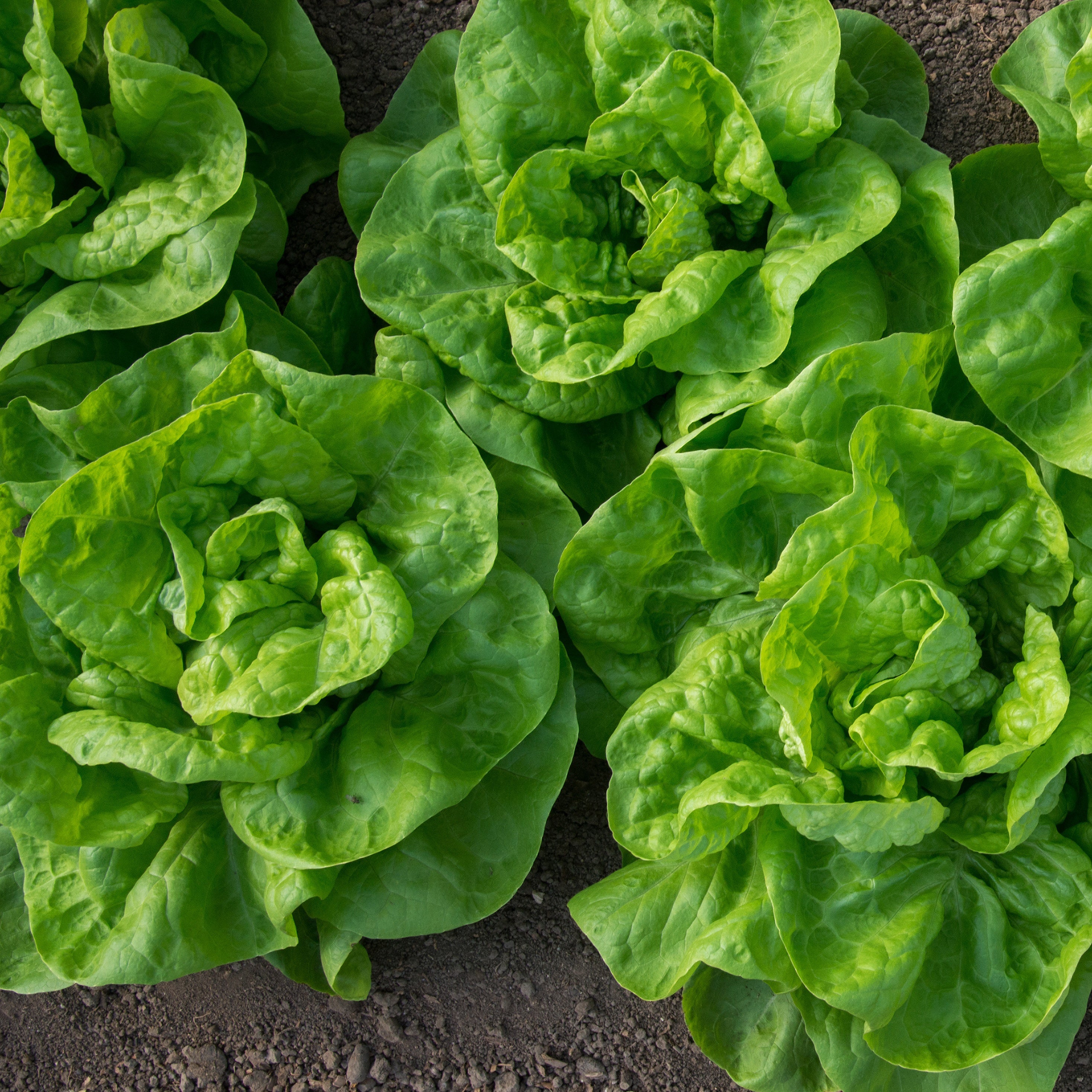 Découvrez les différentes variétés de salades vertes pour des repas sa