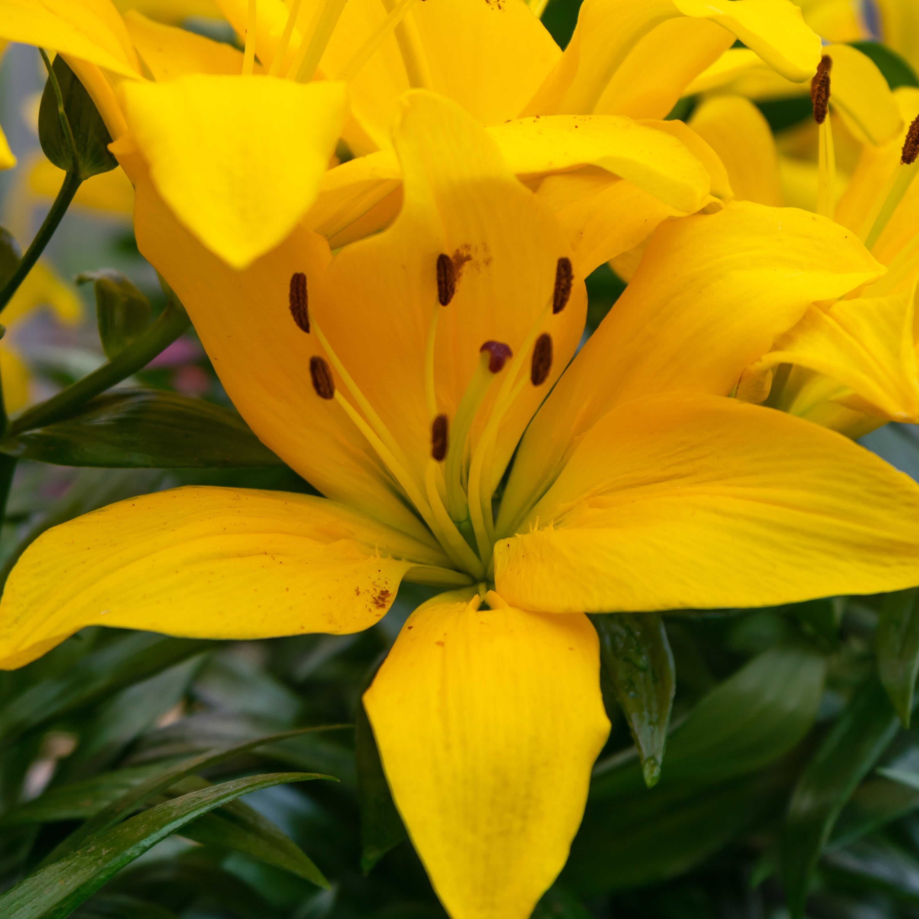 Bulbes Lis Asiatique yellow - Lilium asiaticum 'yellow'