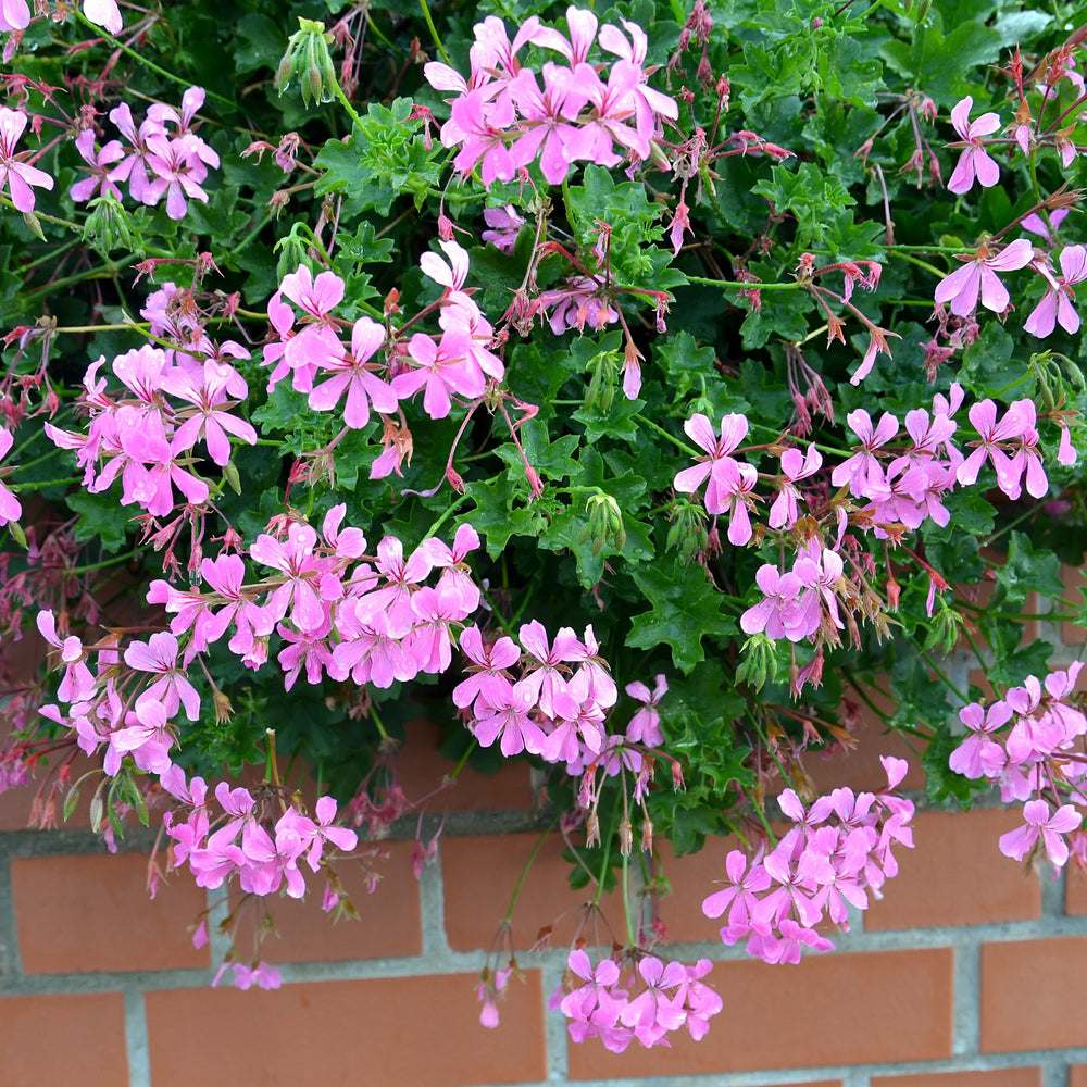 Géranium lierre rose - Pelargonium peltatum