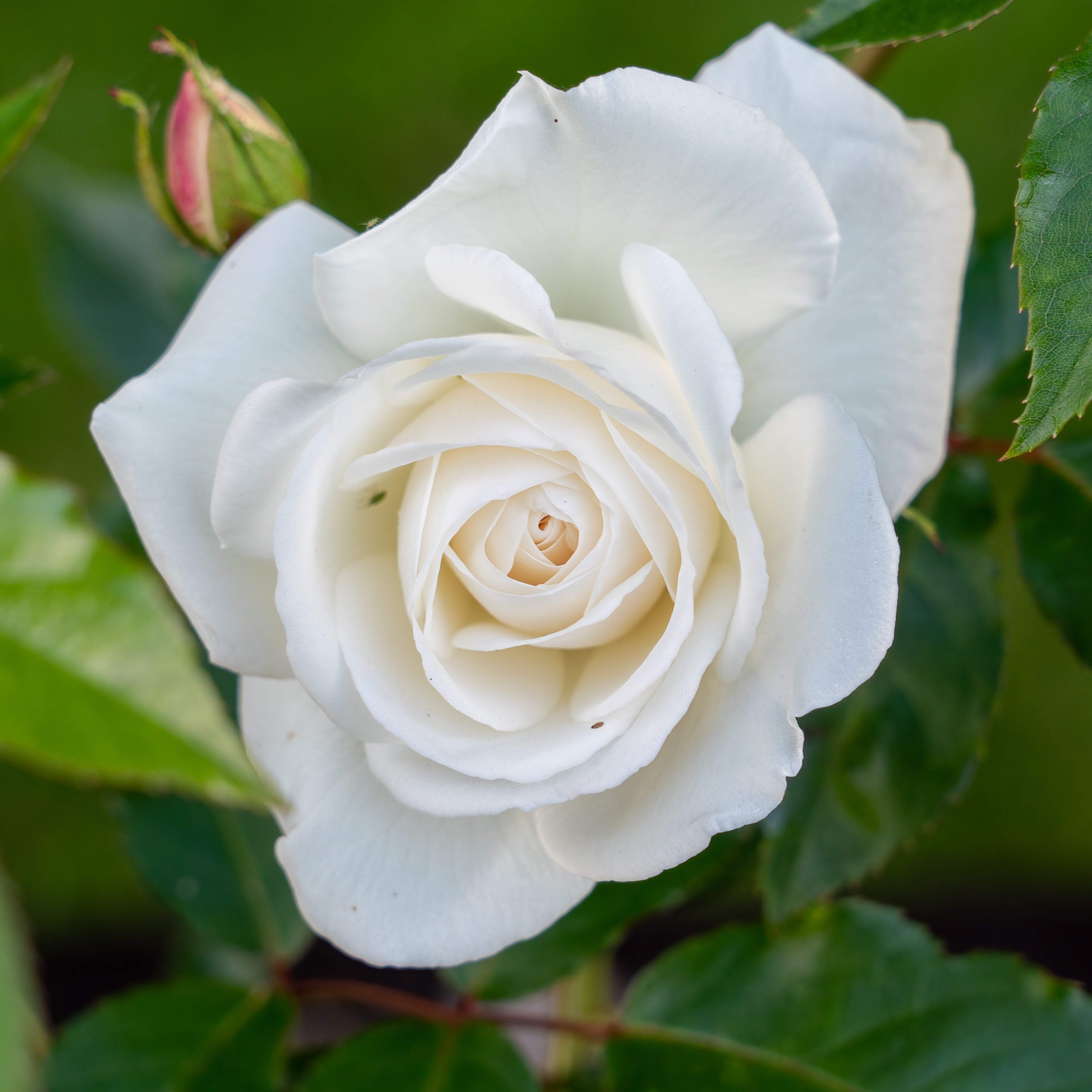 Rosier buisson blanc - Rosa
