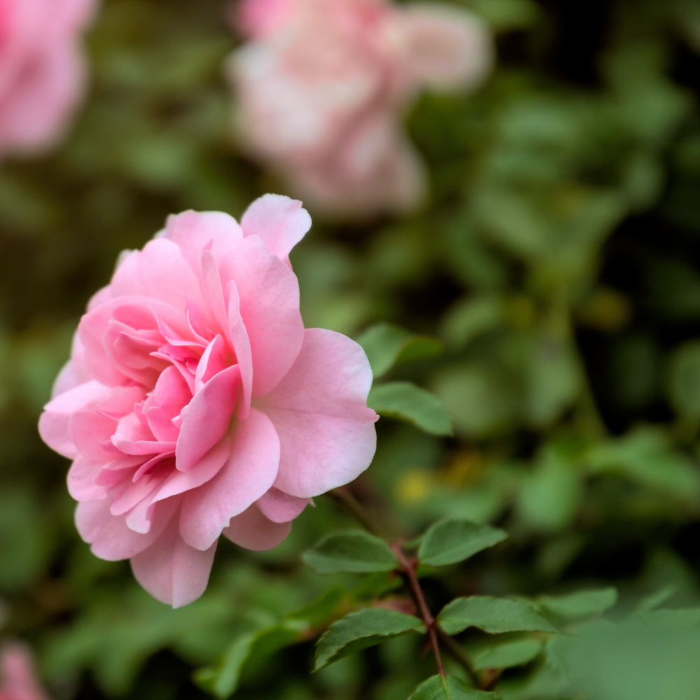 Rosier à massif rose - Rosa