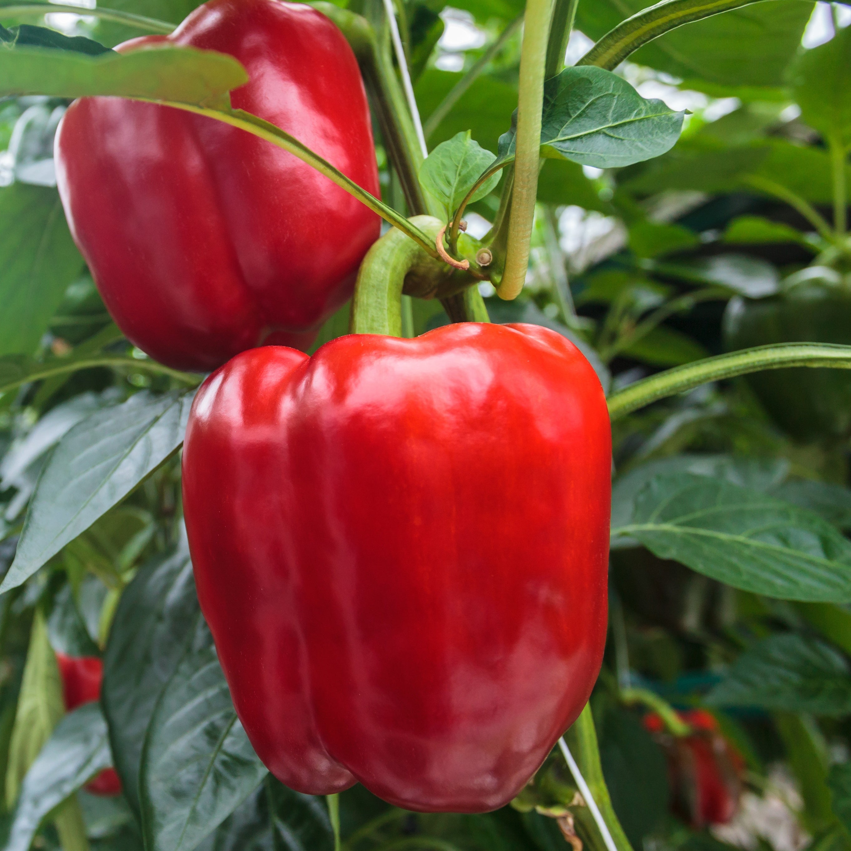 3 Plants de Poivron Sonar F1 - Capsicum anuum sonar f1