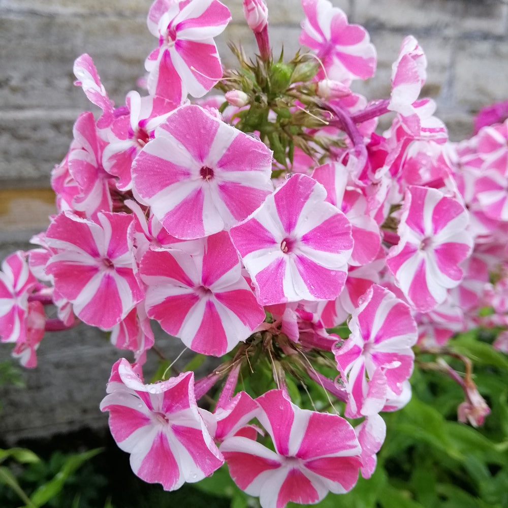 Phlox paniculata Peppermint Twist - Phlox paniculata peppermint twist