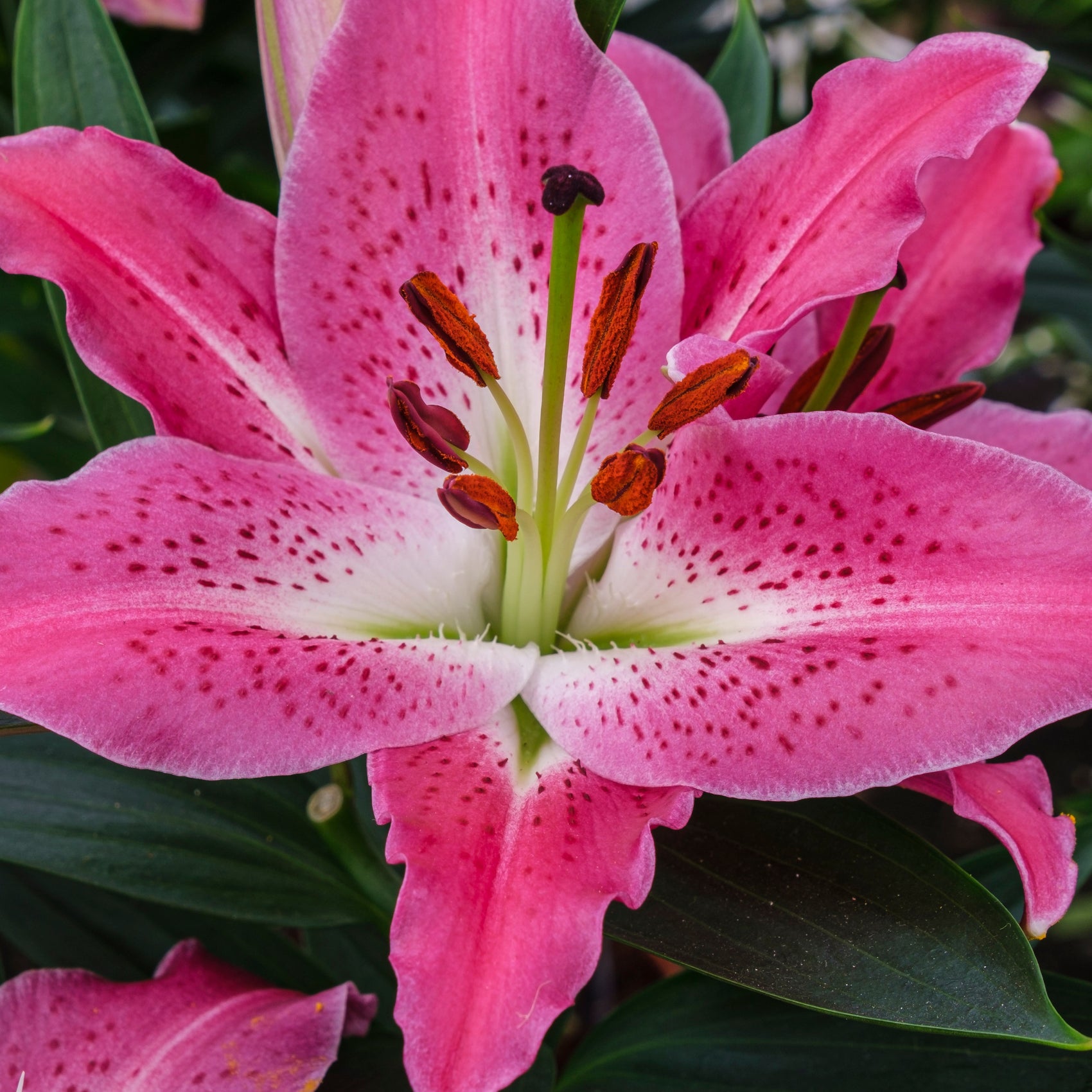 Bulbes 2 Lys Oriental Star Gazer - Lilium Star Gazer