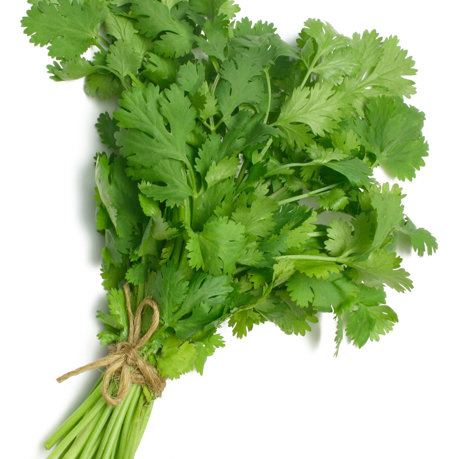 Plant de Coriandre - Coriandrum sativum