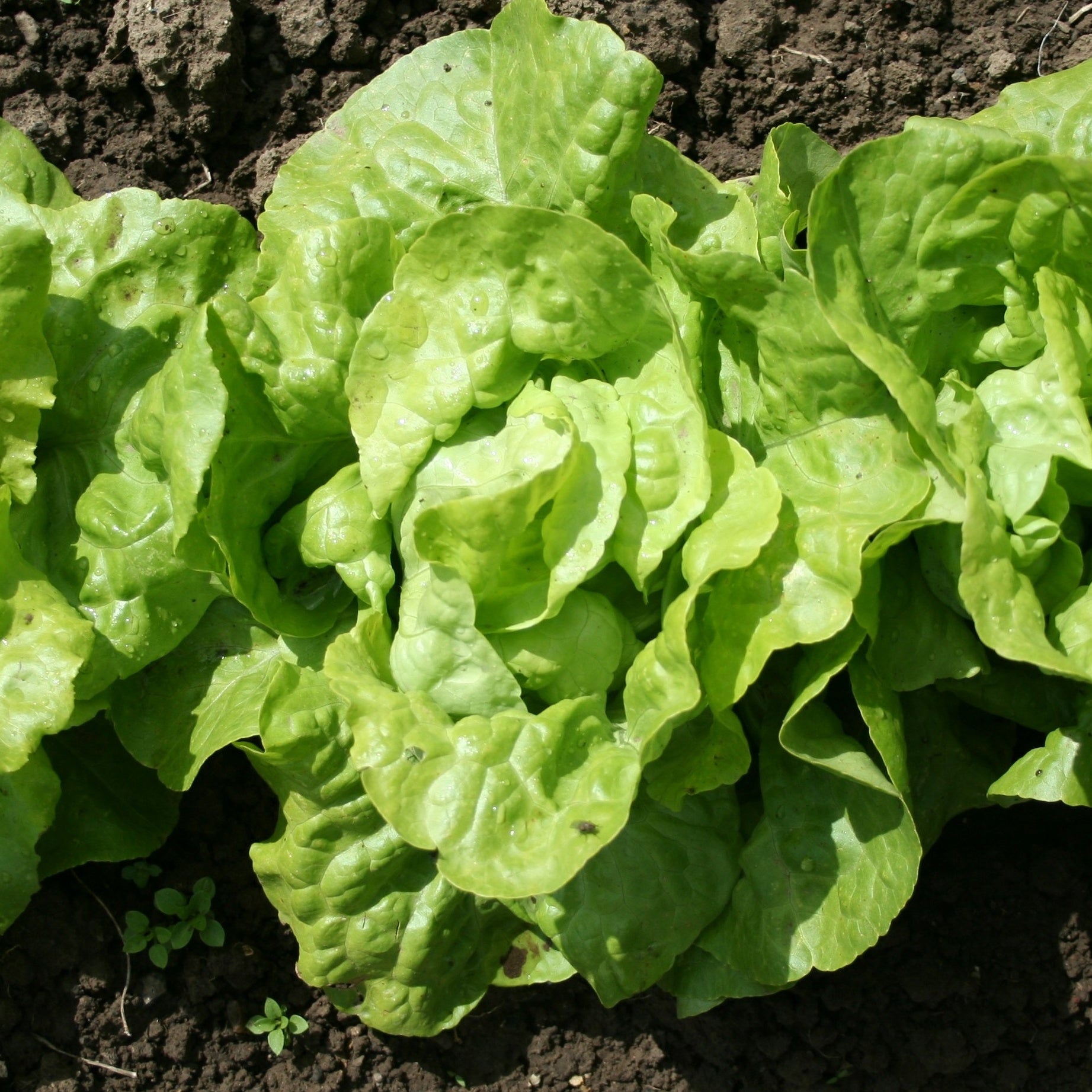 Découvrez les différentes variétés de salades vertes pour des repas sa