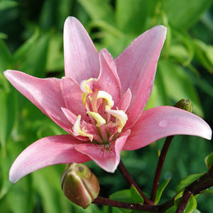 Bulbes 2 Lis asiatiques Kent - Lilium 'kent'