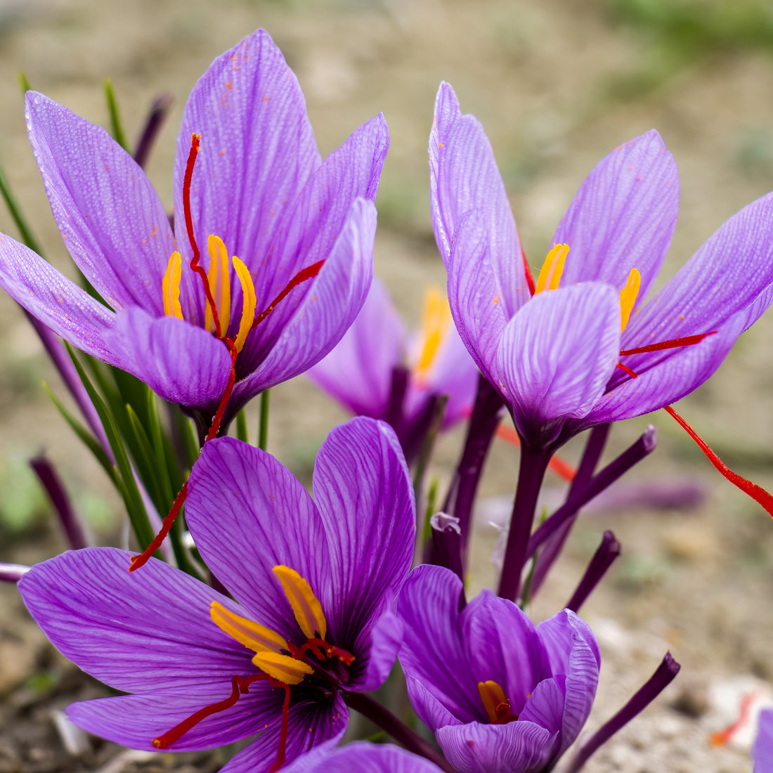 Crocus : Guide et Comparatif des Espèces
