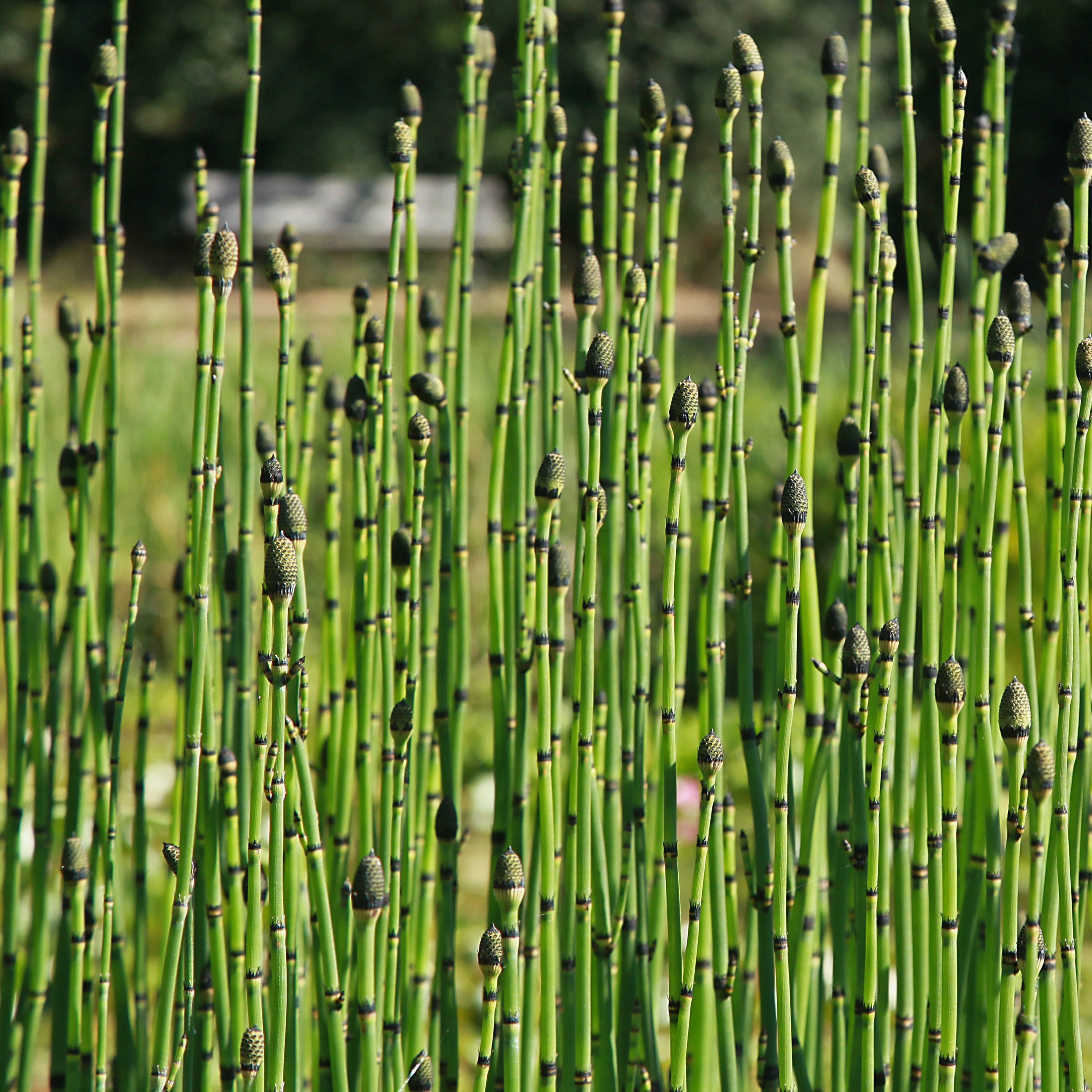 Prêle japonaise - Equisetum japonicum