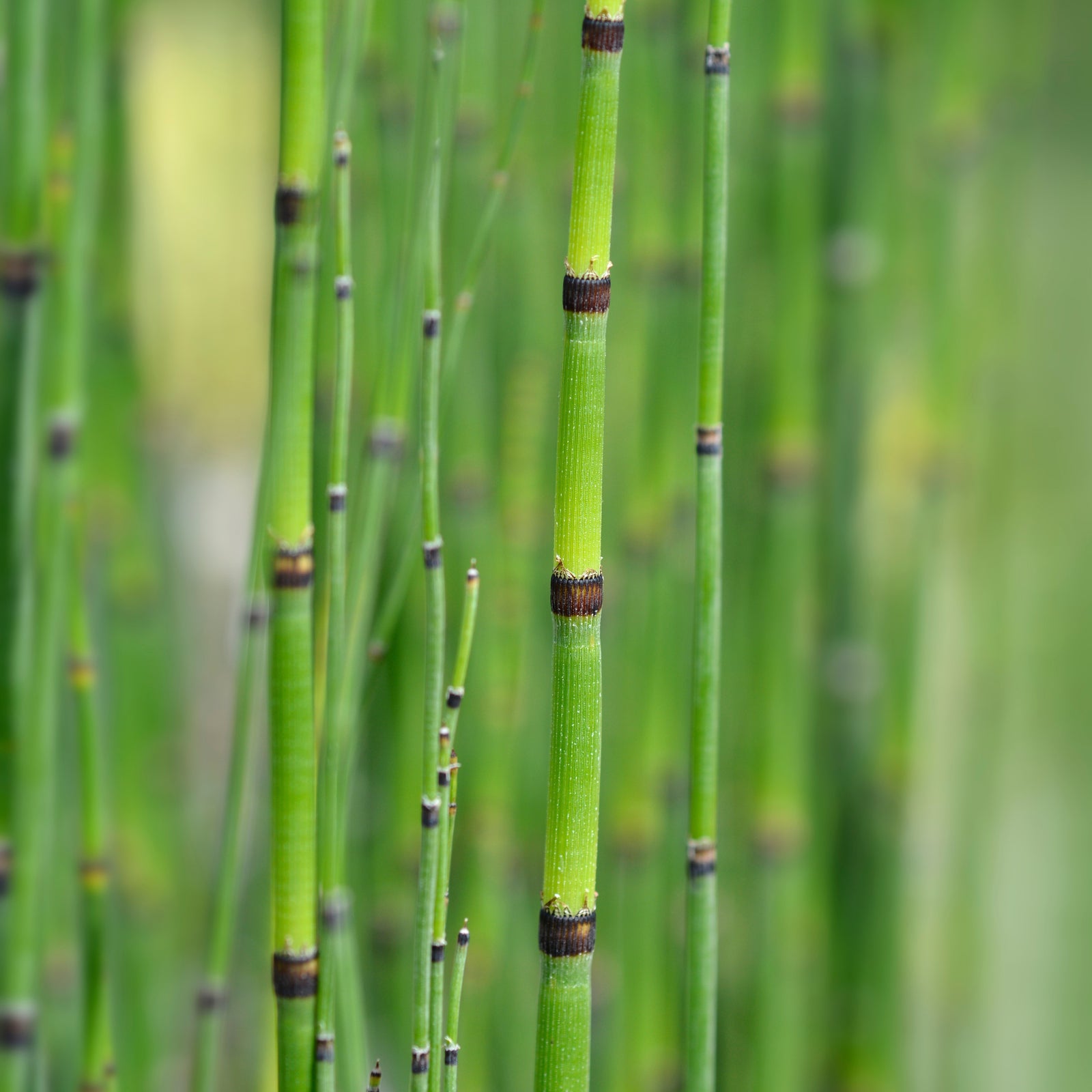 Prêle japonaise - Equisetum japonicum