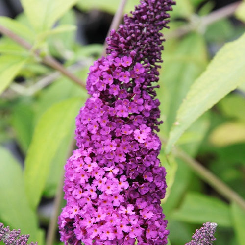 Arbre aux papillons Royal Red - Buddleja davidii royal red