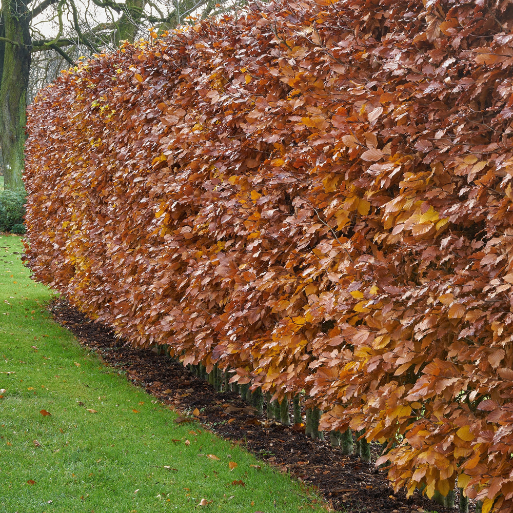 Haie de hêtre commun - Fagus sylvatica