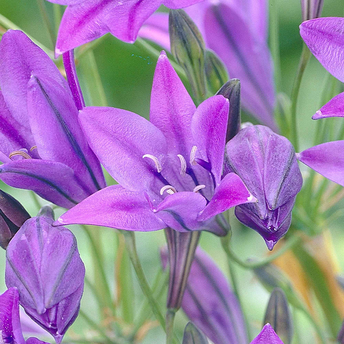 Bulbes 25 Bulbes de fleurs Royal Purple en mélange - Hyacinthus, Tulipa ...