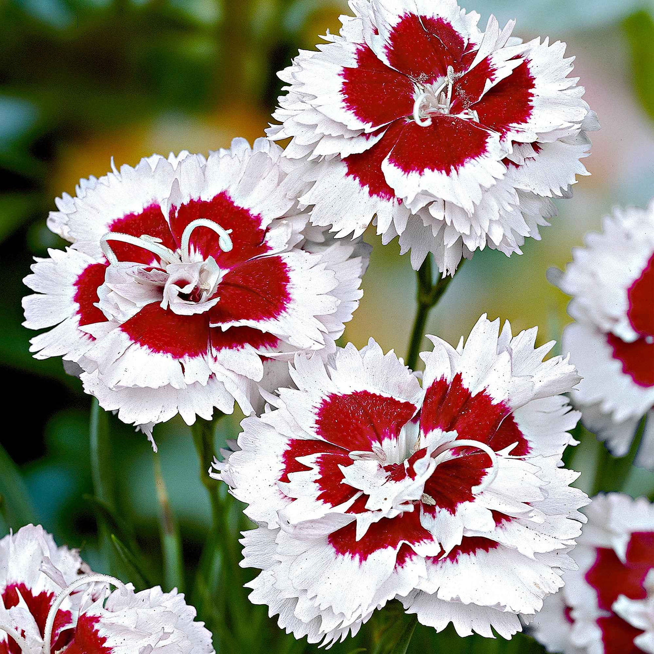 3 Œillets mignardise Alice - Dianthus allwoodii 'alice'