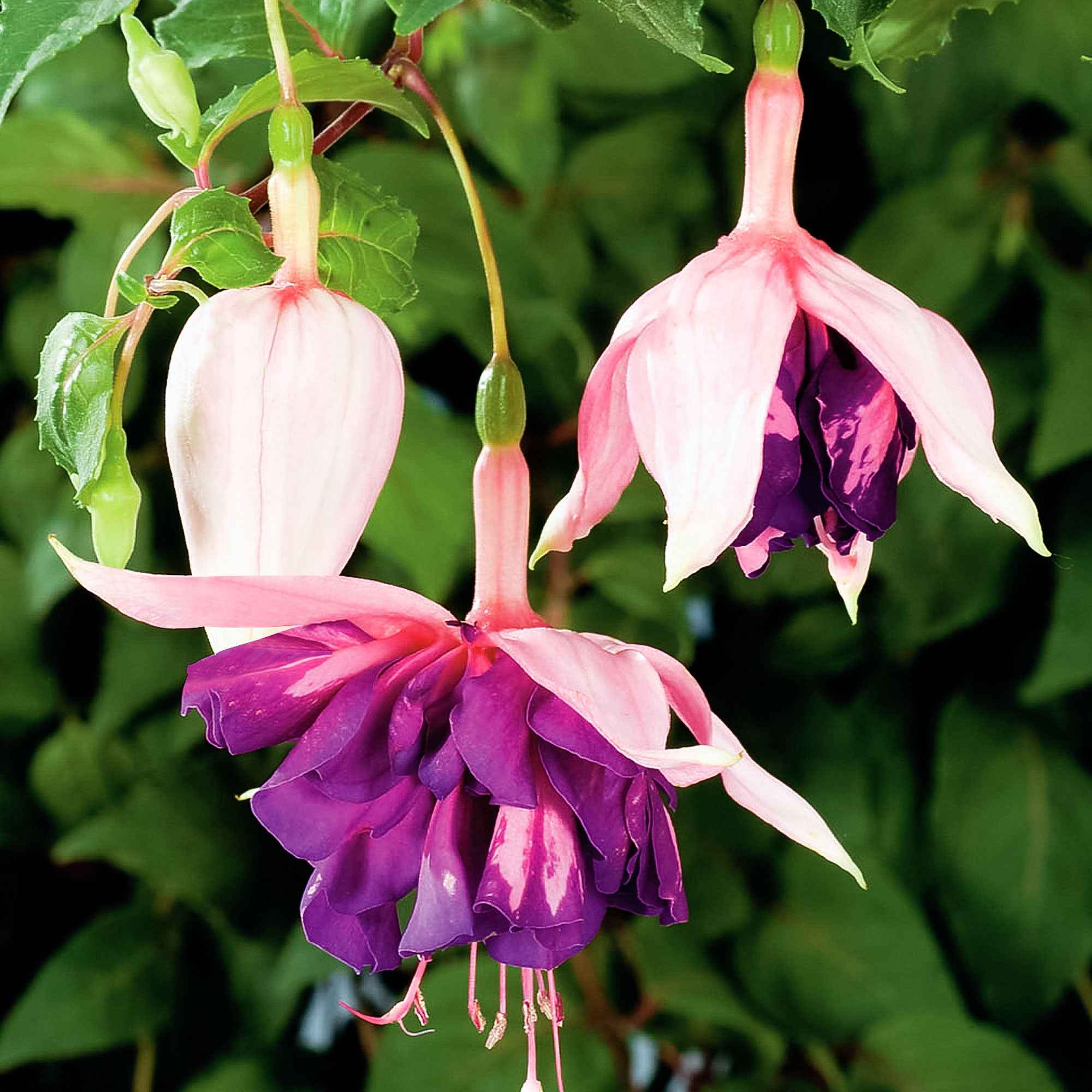 3 Fuchsias retombants Royal Mosaic - Fuchsia Royal Mosaic