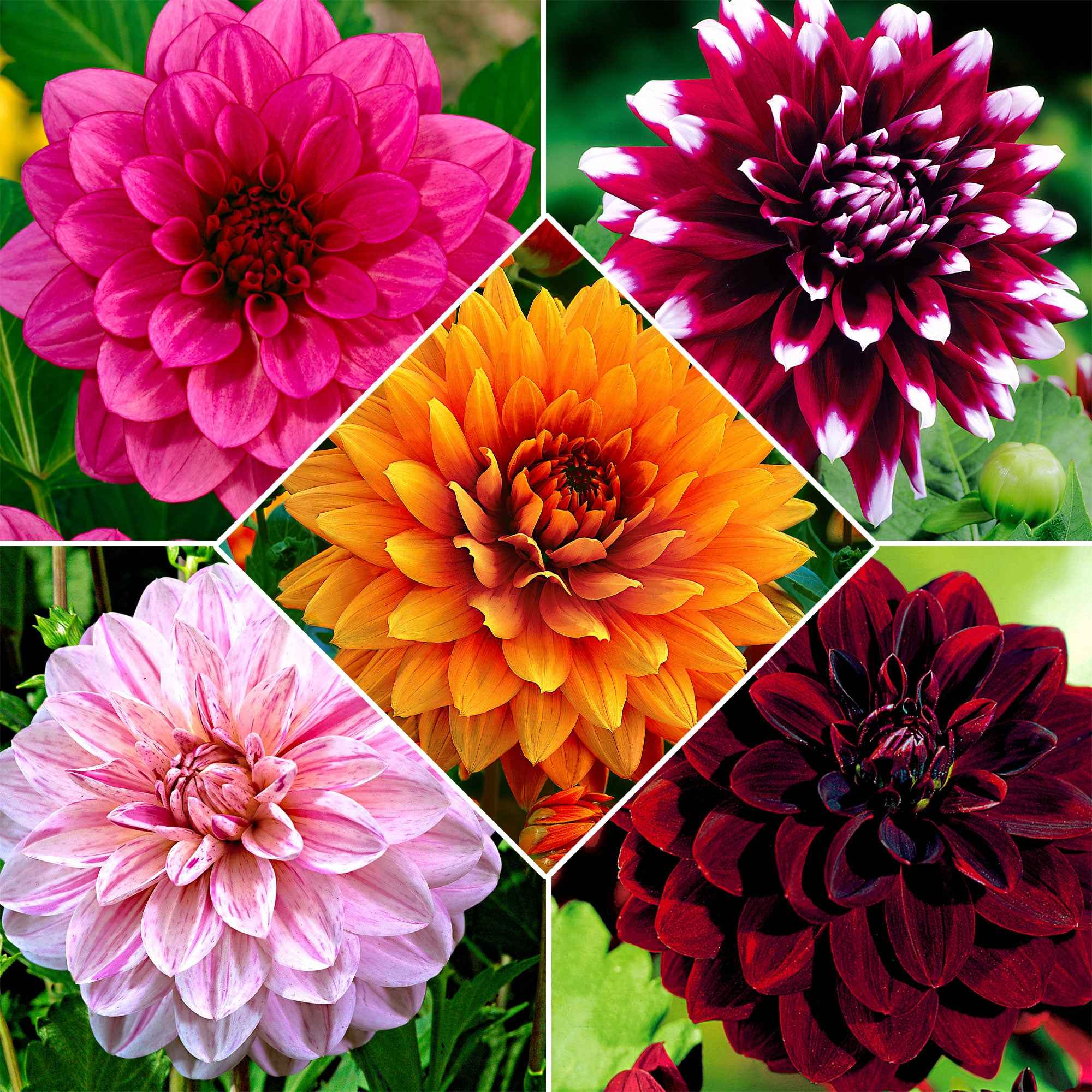 Bulbes 5 Dahlias à grandes fleurs en mélange - Dahlia