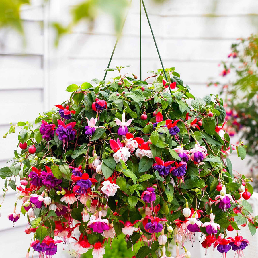 Fuchsias | Achat, Vente en ligne - Willemse