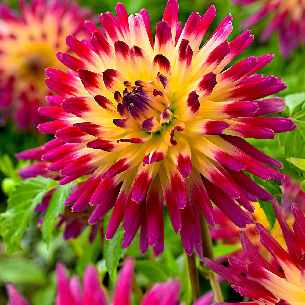 Bulbes 3 Dahlias géant Fleurel - Dahlia 'fleurel'