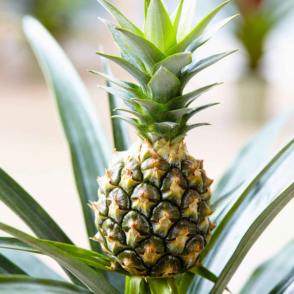 Ananas comosus - Ananas comosus 'Corona'