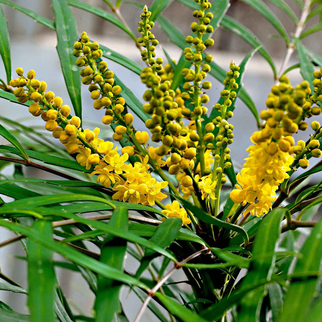 Mahonia Soft Caress facile en pot ombragé | Willemse