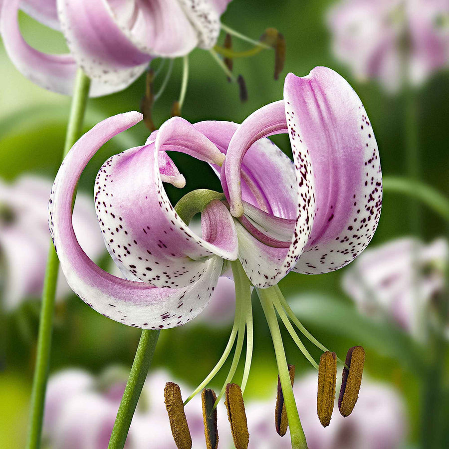 Bulbes Lis Fusion - Lilium fusion