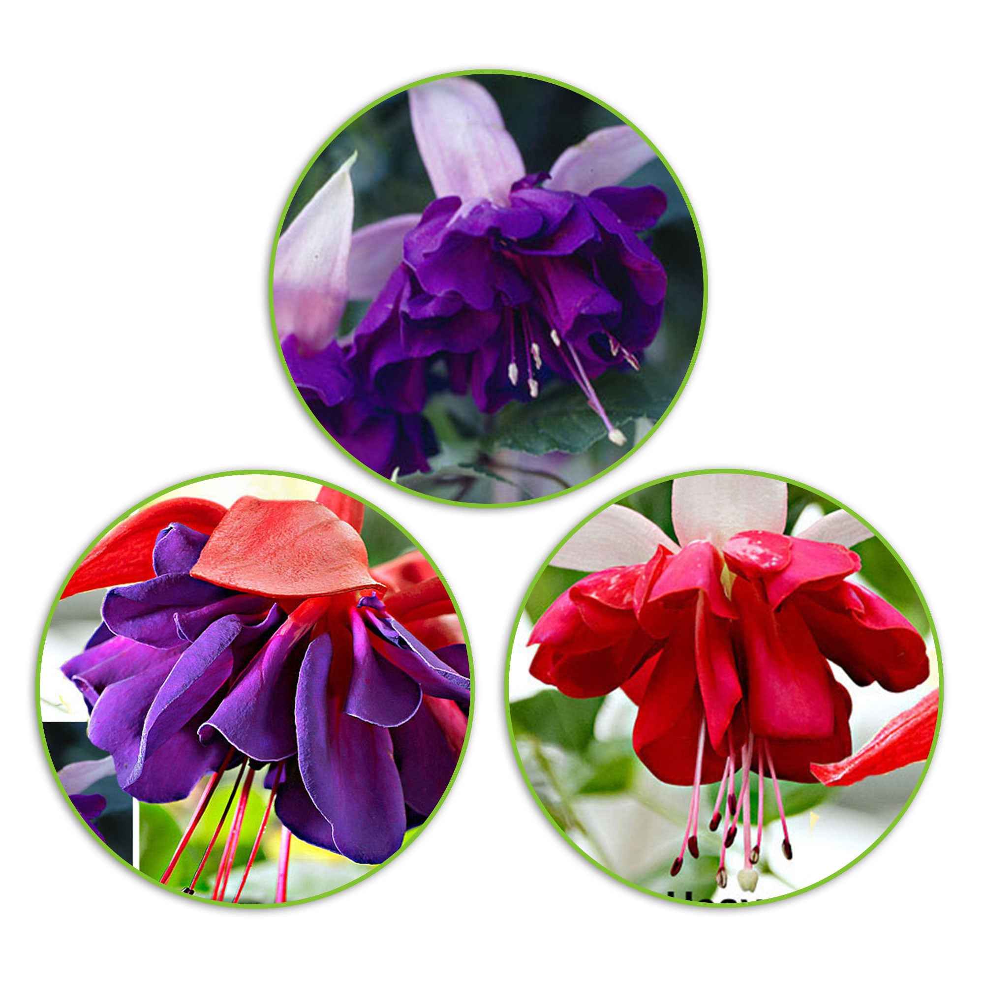 3 Fuchsias en mélange (Seventh Heaven, Voodoo, Royal Mosaic) - Fuchsia ...