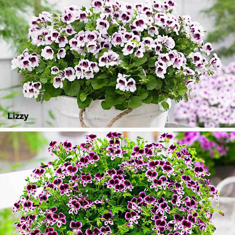 6 Pelargoniums odorants Mosquitaway Lizzy et Eva en mélange ...