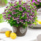 6 Pelargoniums odorants Mosquitaway Lizzy et Eva en mélange ...