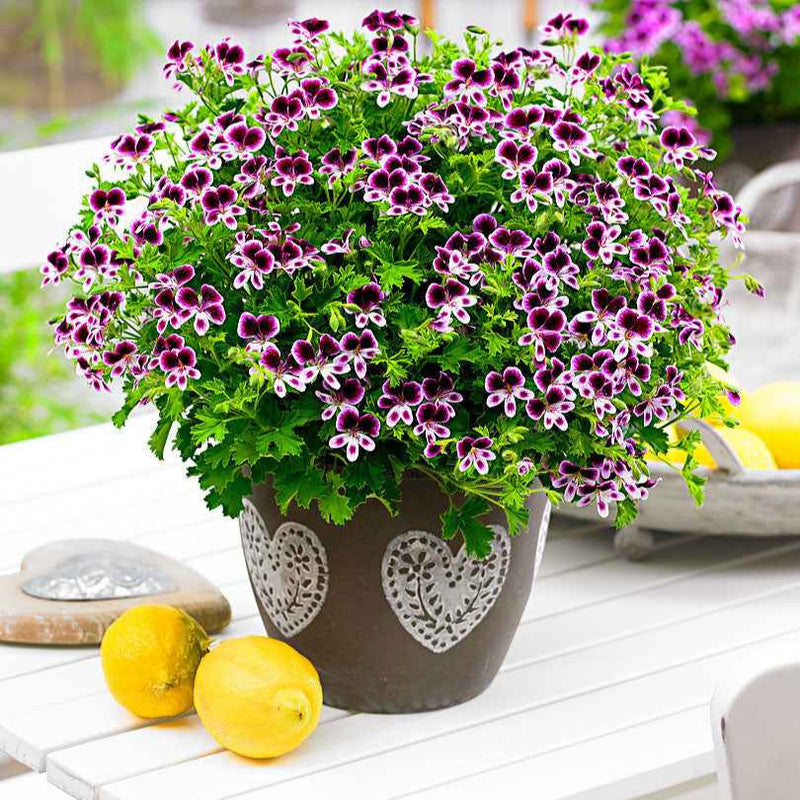 6 Pelargoniums odorants Mosquitaway Lizzy et Eva en mélange ...