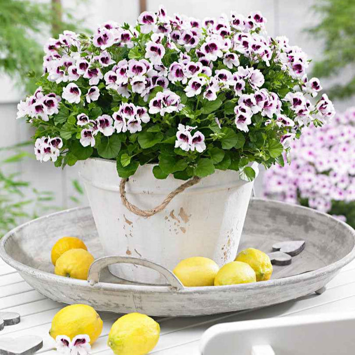 6 Pelargoniums odorants Mosquitaway Lizzy et Eva en mélange ...