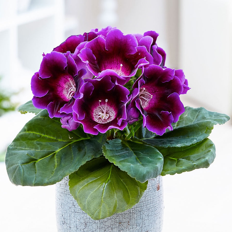 Gloxinia des fleuristes rose - Sinningia speciosa pink