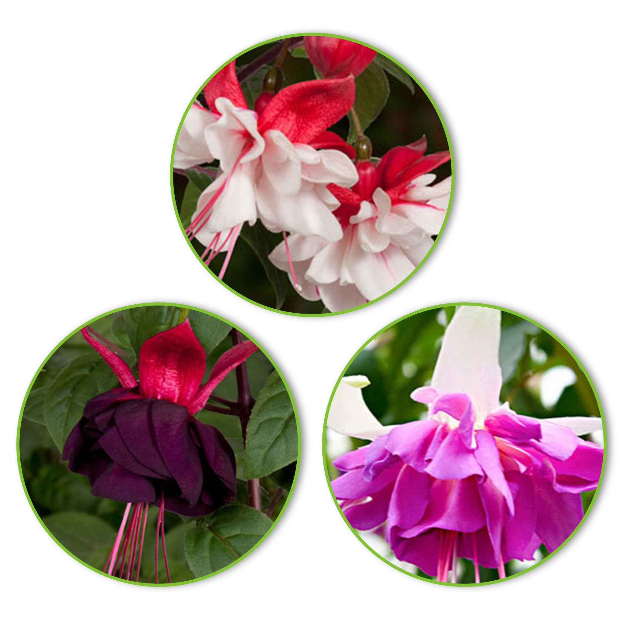 3 Fuchsias Bella Rosella, Blue Angel, New Millenium en mélange ...